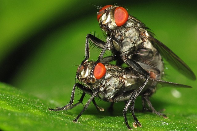 Raynox DCR-250 Macro Lens